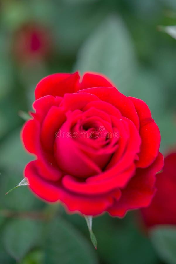 Red rose in garden stock image. Image of farm, forest - 92663437