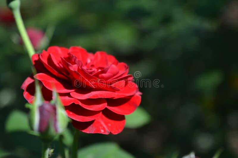 Red rose in the garden stock image. Image of nature - 195899461