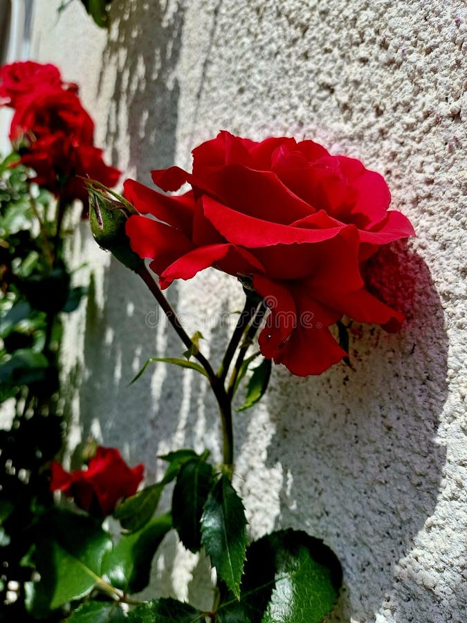 A red rose stock photo. Image of fresh, garden, botany - 320016906