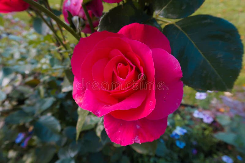 Red rose in the garden stock photo. Image of nature - 257158304