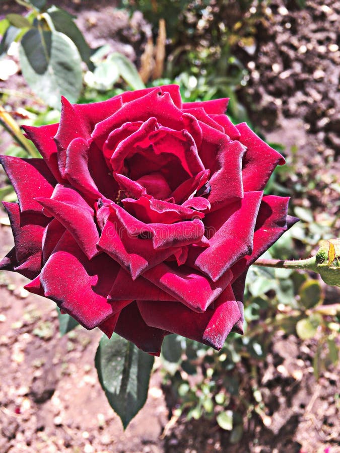 Red rose on a garden stock photo. Image of roses, spain - 79361626