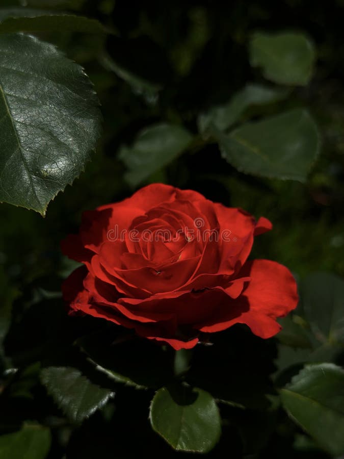 Red Rose in the Garden in Shadow Stock Image - Image of isolated ...