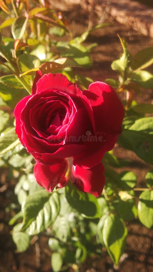 Beautiful Red Rose in the Garden at Night Stock Photo - Image of ...
