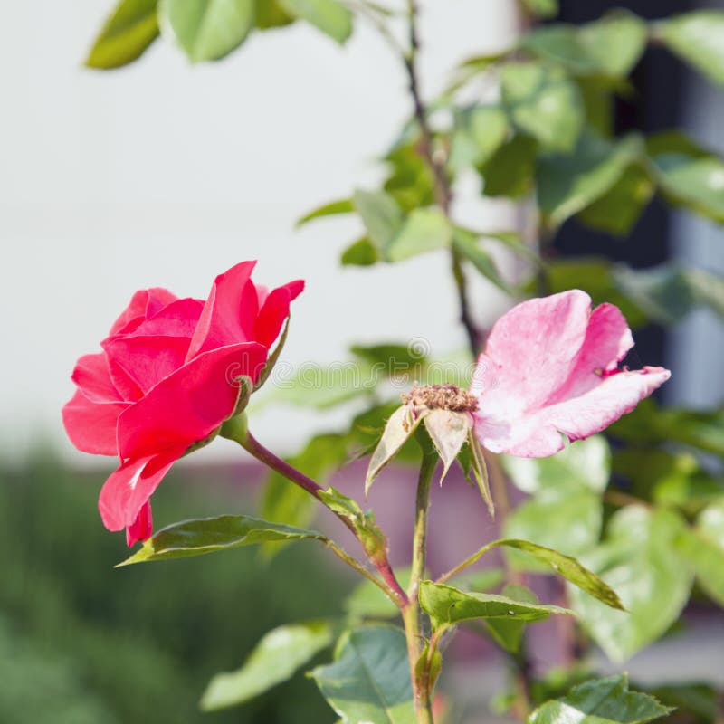 Red rose in a garden stock photo. Image of design, plant - 72233718