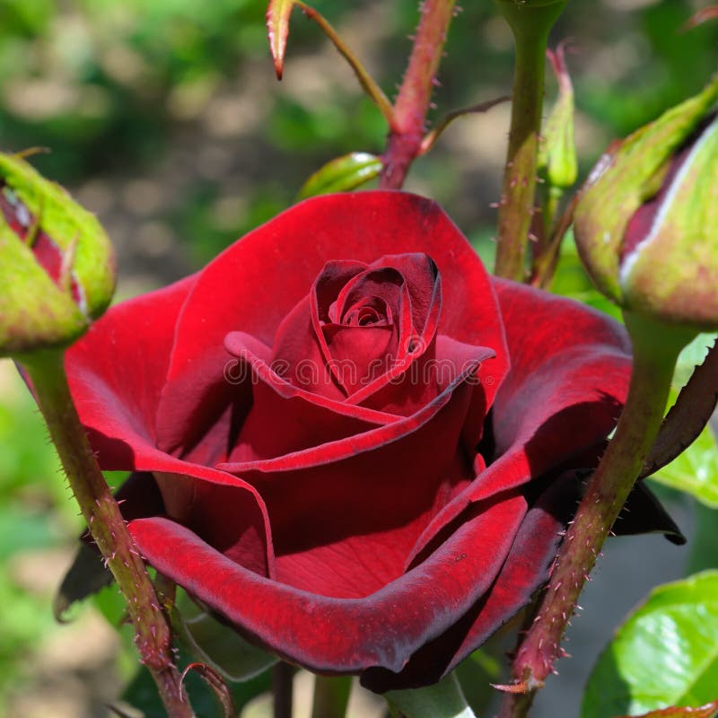 Red rose in a garden stock image. Image of petals, garden - 360367727