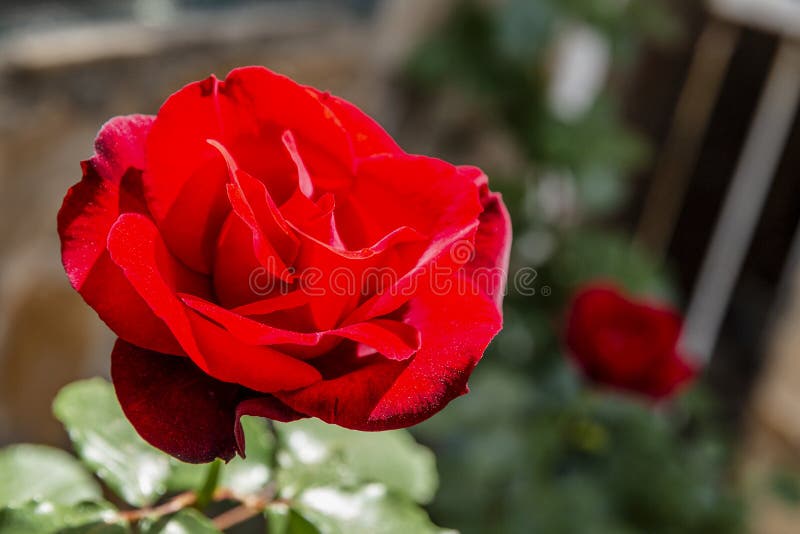 Red Rose in the Garden on a Sunny Day, Close Up Stock Image - Image of ...
