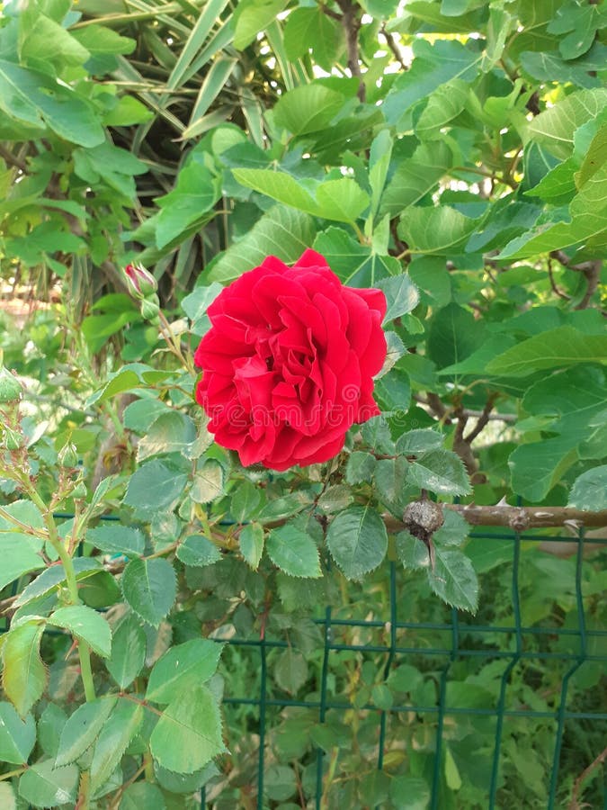 Red Rose in the Garden Turkey Stock Photo - Image of produce, petal ...