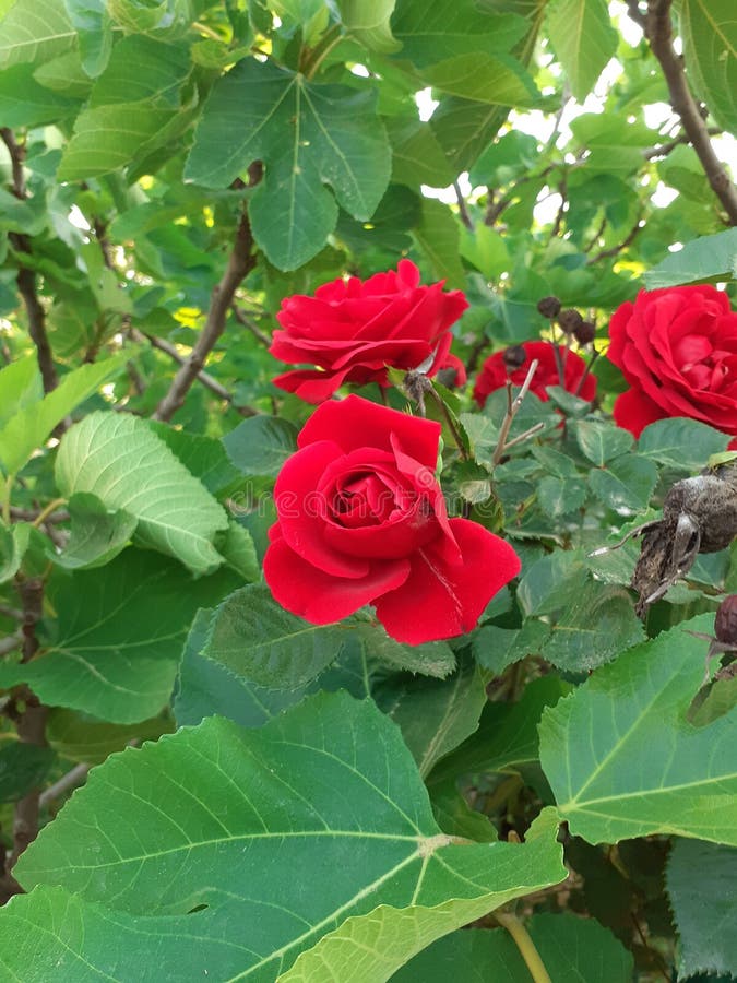 Red Rose in the Garden Turkey Stock Photo - Image of great, shrub ...