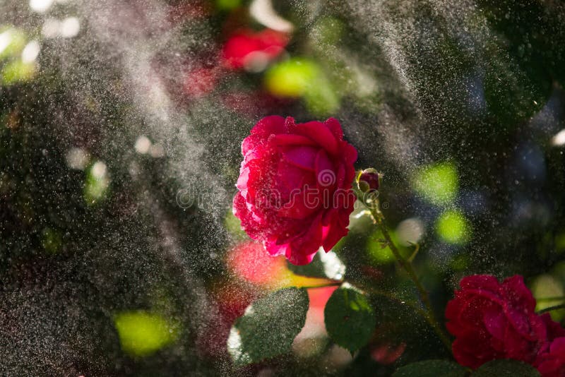 Red Rose in the Garden Under the Raindrops, Rose Illuminated by Sun ...