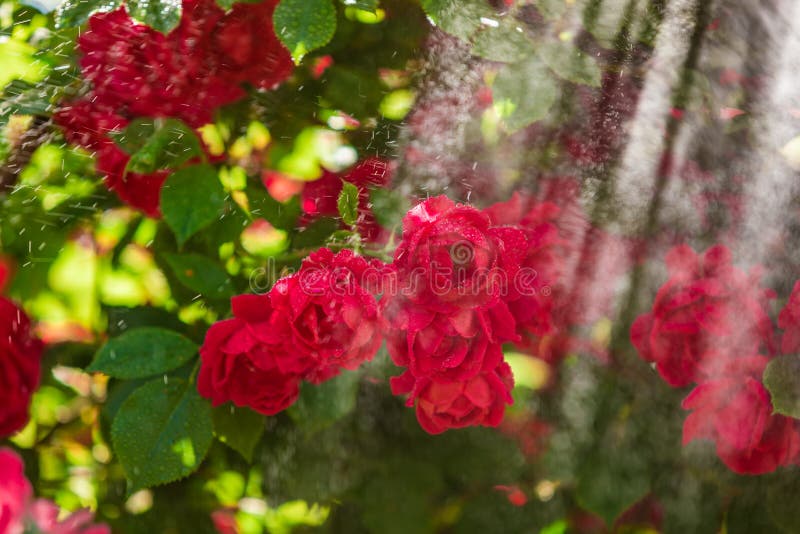 Red Rose in the Garden Under the Raindrops, Rose Illuminated by Sun ...