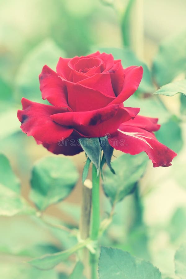 Red Rose in Garden, Vintage Style Picture Processing Stock Image ...