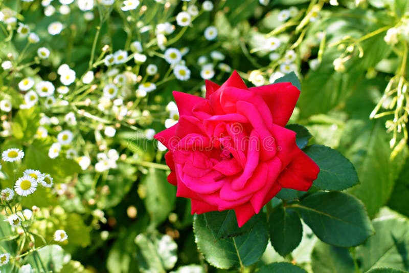 Bloomed Red Rose in the Garden Stock Photo - Image of leaf, nature ...