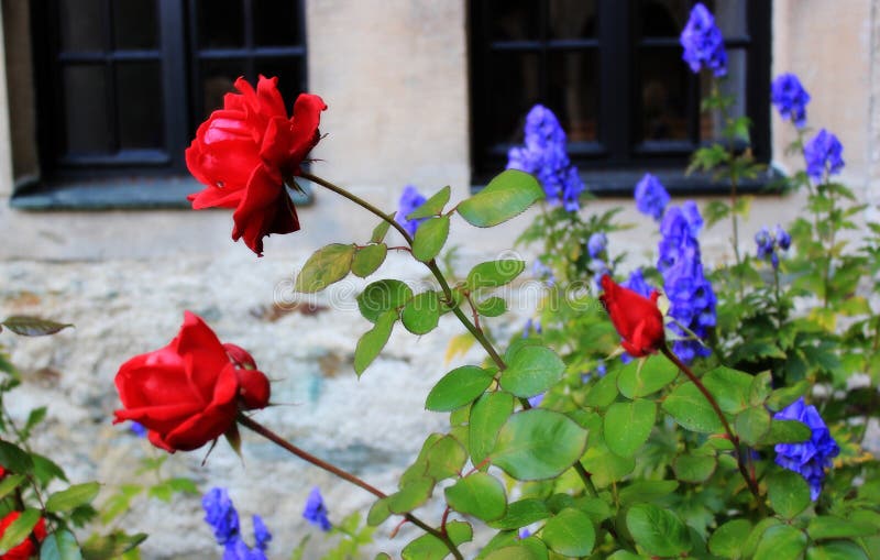 Red rose at German castle stock image. Image of germany - 52605067
