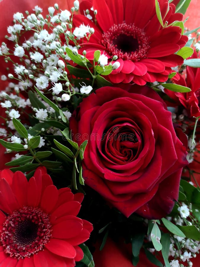 Red rose for a gift stock photo. Image of romance, bavaria - 172433828