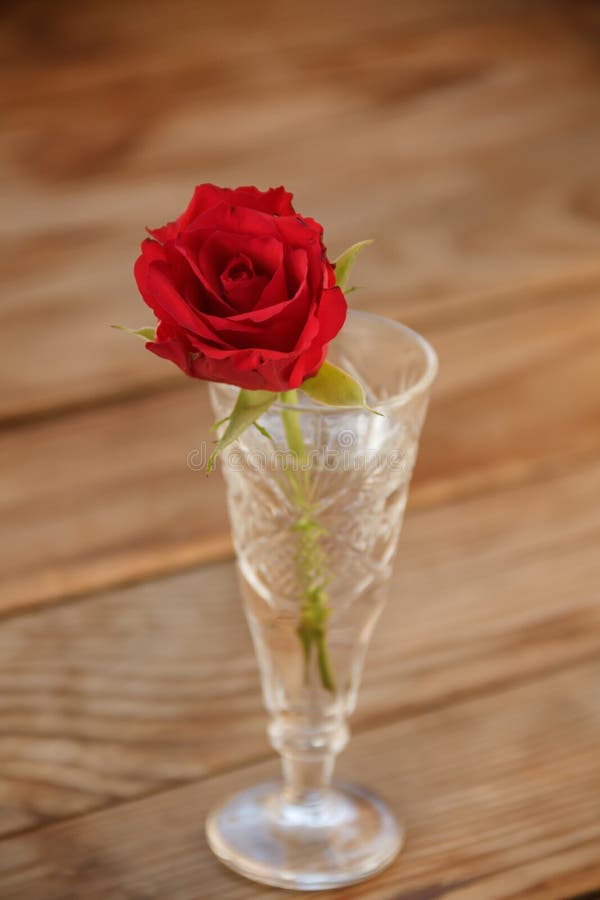 Red Rose in a Glass. Red.rose Stock Photo - Image of memories, empty ...