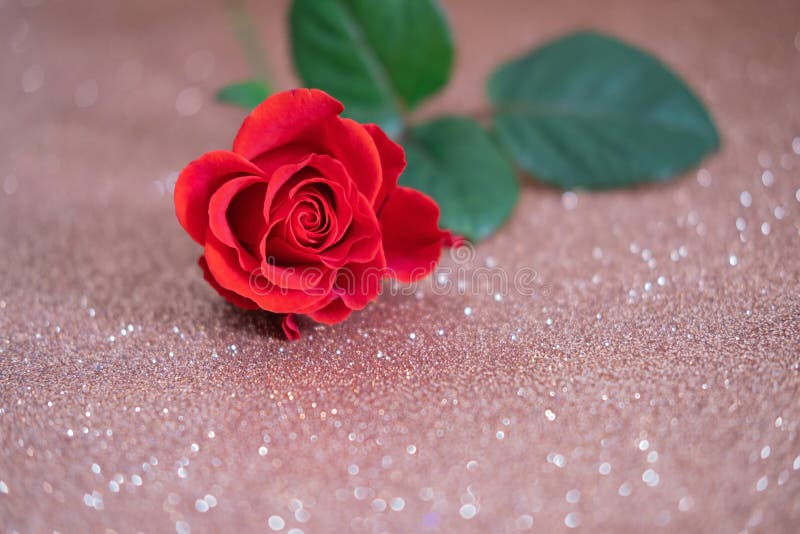 Red Rose on Glitter Paper. Holiday Celebration. Stock Photo - Image of ...
