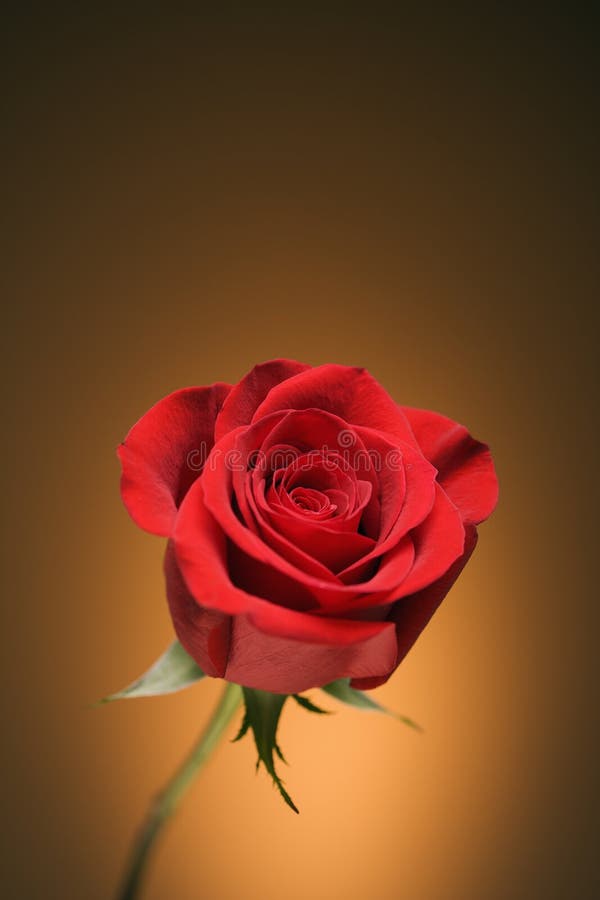 106 Backlit Red Roses Stock Photos - Free & Royalty-Free Stock Photos ...