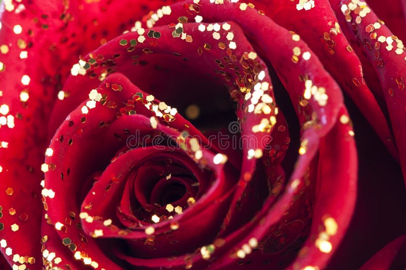 Red rose stock image. Image of decoration, isolated, valentine - 36283641