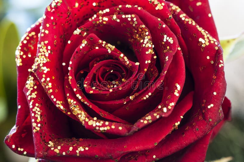 Red rose stock photo. Image of imitation, gift, nature - 36283744