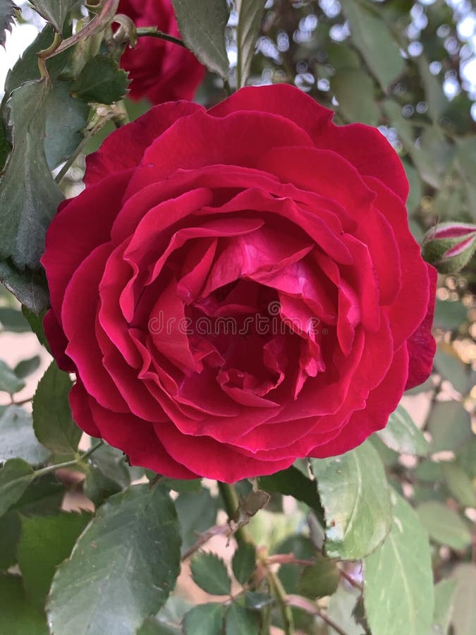 A Cute Red Rose in a Garden Stock Image - Image of blossom, botanical ...