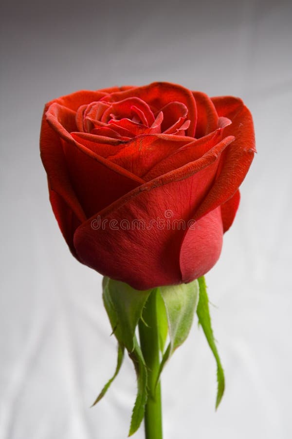 Red rose on gradient stock image. Image of background - 1494251