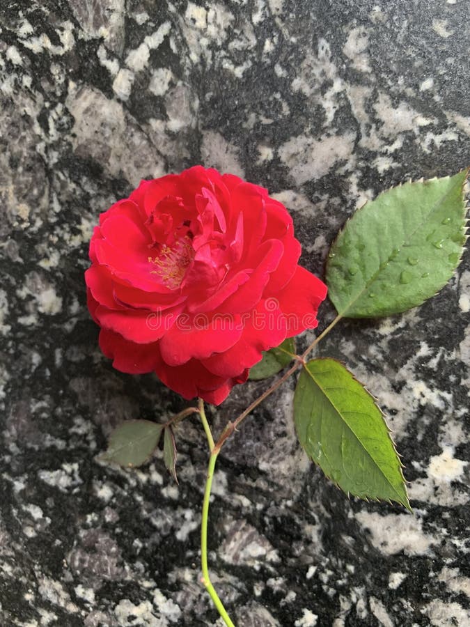 A Lovely Red Rose on Granite Stock Photo - Image of bouquet, blossom ...