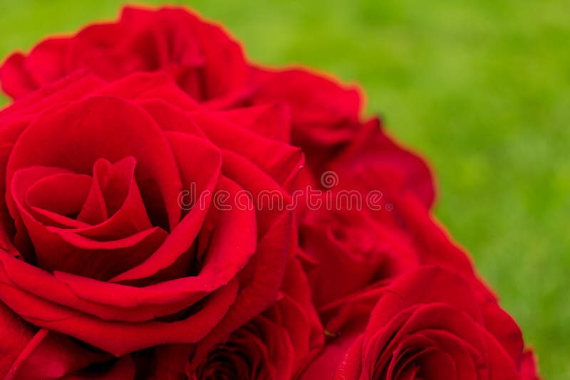 A Red Rose with Grass Background Stock Photo - Image of gift, symbol ...
