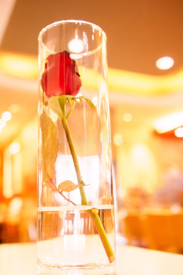 786 Rose Pod Stock Photos - Free & Royalty-Free Stock Photos from ...