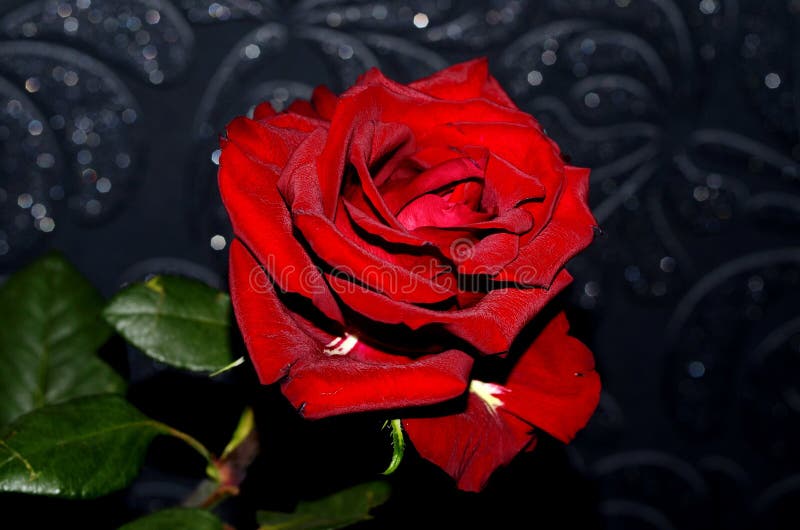 Red Rose on Gray Background Stock Photo - Image of flower, precious ...