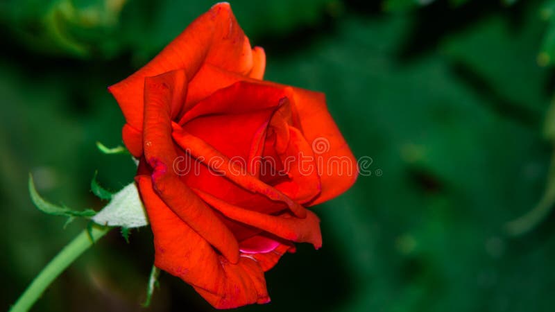 A Red Rose on Green Background Stock Image - Image of green, color ...