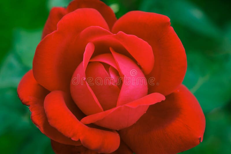 Red Rose on Green Background Stock Photo - Image of card, bloom: 137755770