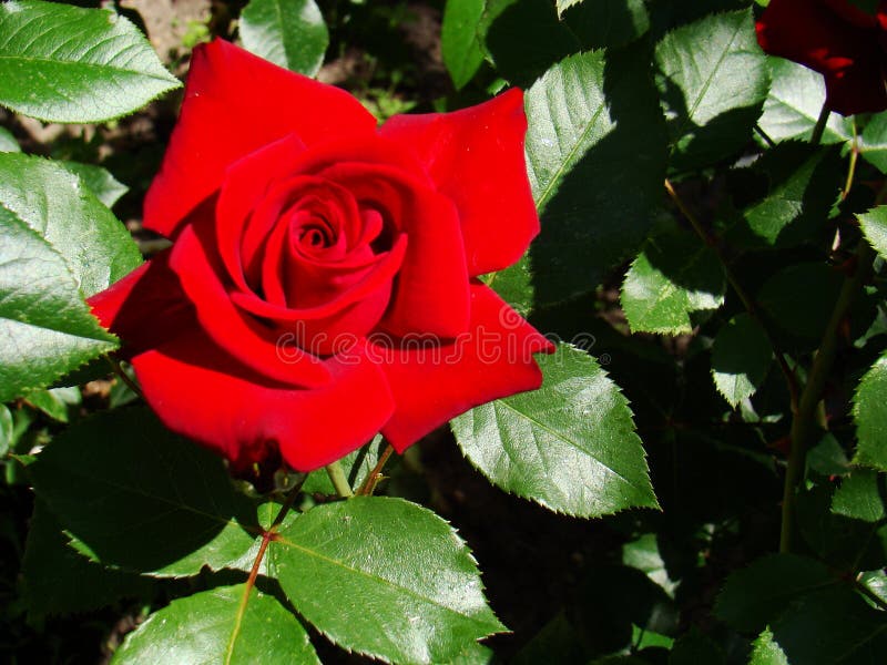 Red Rose, Red Rose on a Green Background. Photo of Rose Stock Image ...