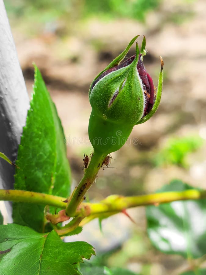 Red Rose Green Bud with Bugs on it Stock Photo - Image of shrub ...
