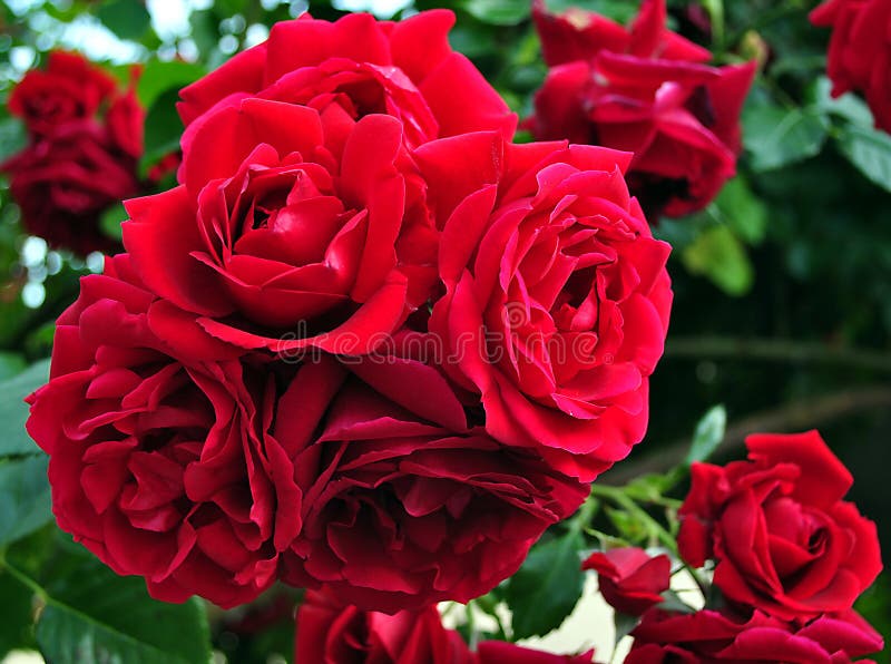Red Rose with Green Leaf Close-up Photo Stock Photo - Image of closeup ...