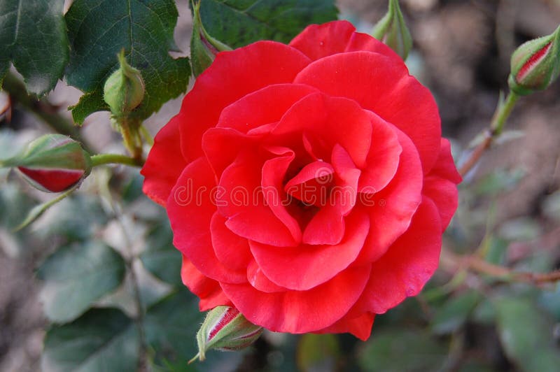 Red Rose with Green Leaf Himachal Pradesh India Stock Image - Image of ...