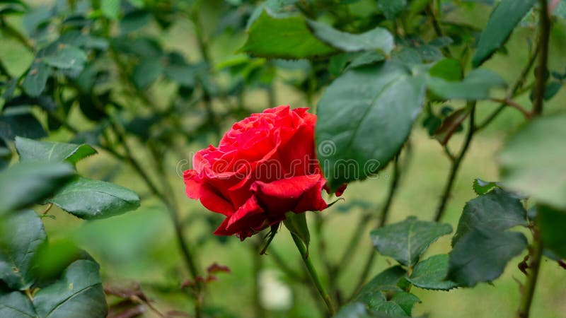 Red Rose with Green Leaves in the Back Stock Image - Image of leaves ...