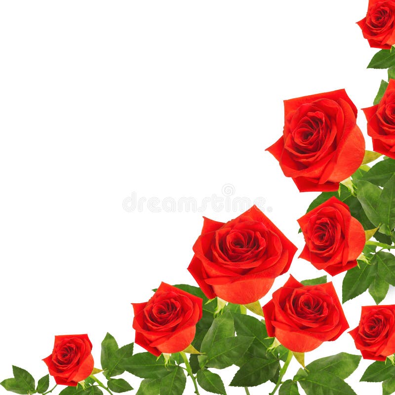 Red Rose with Green Leaves Isolated Stock Image - Image of bloom ...