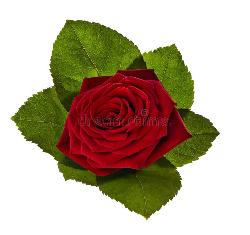 Red rose with green leaves stock image. Image of studio - 53400727