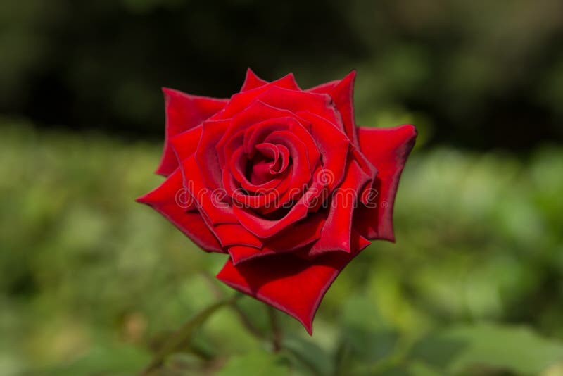 Red Rose on Green Nature Background. Outdoor Stock Image - Image of ...