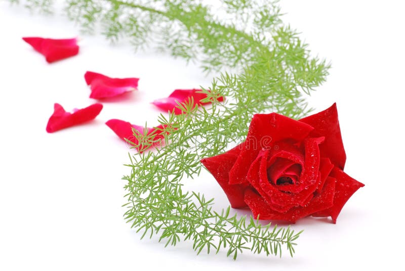 Red rose with green vine stock photo. Image of floral - 5682224