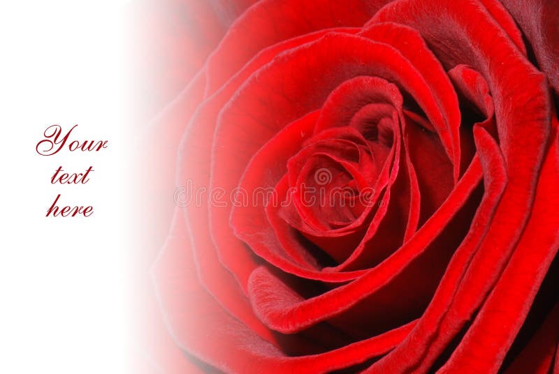 Red rose greetings card stock photo. Image of fragrant - 4193838