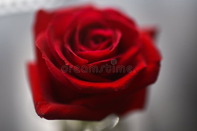 Red Rose on a Grey Background, Close Up. Blank for Postcard Red Rose on ...
