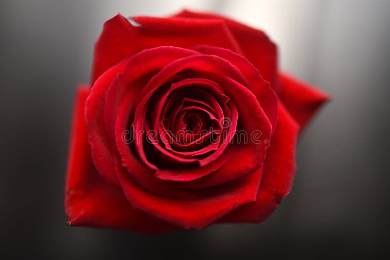 Red Rose on a Grey Background, Close Up. Blank for Postcard Red Rose on ...