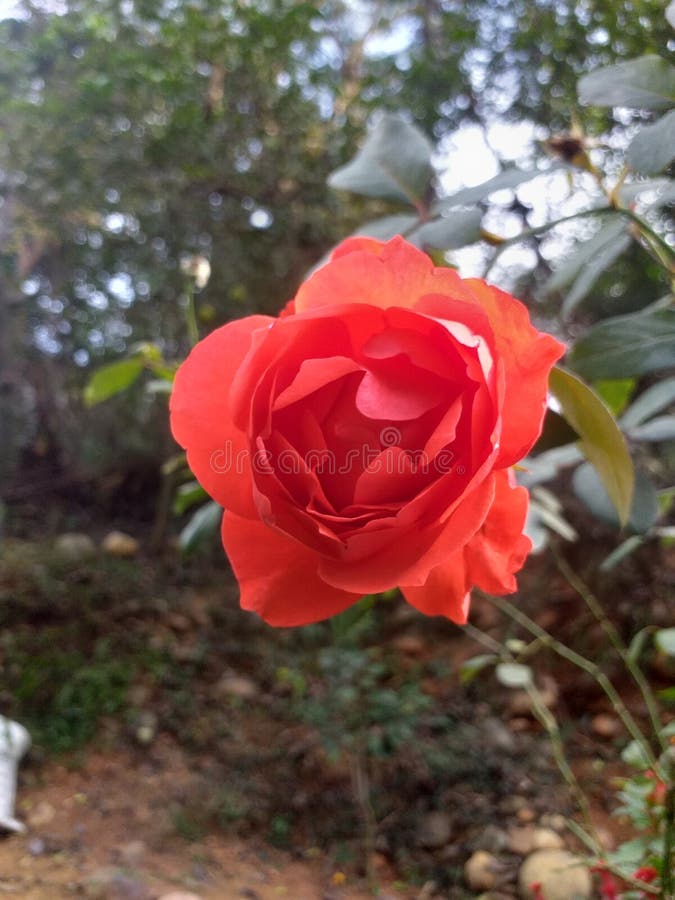 Red Rose in the ground stock photo. Image of tulip, blossom - 261254268