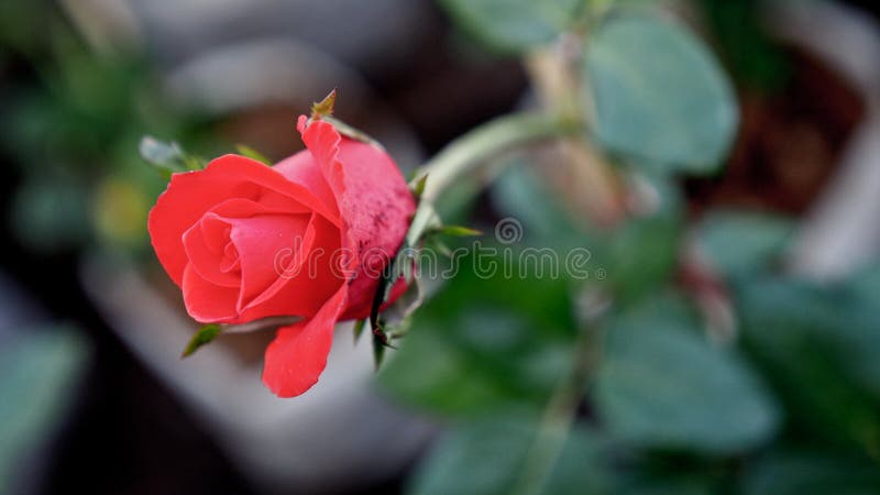 Red Rose stock image. Image of macro, grow, ground, floral - 73854531
