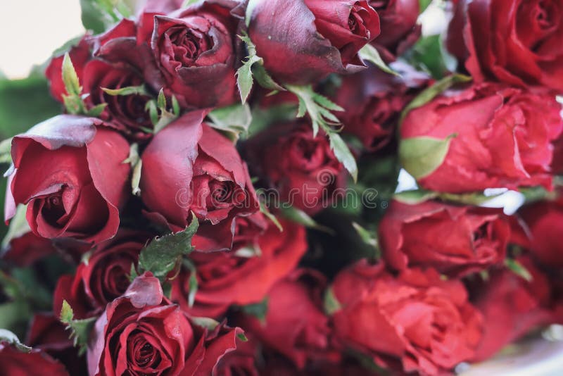 Red Rose Group for Giving on the Day of Love Stock Image - Image of ...