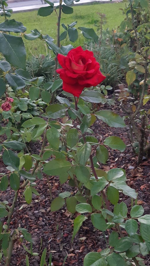 Red rose growing alone stock image. Image of produce - 212659093