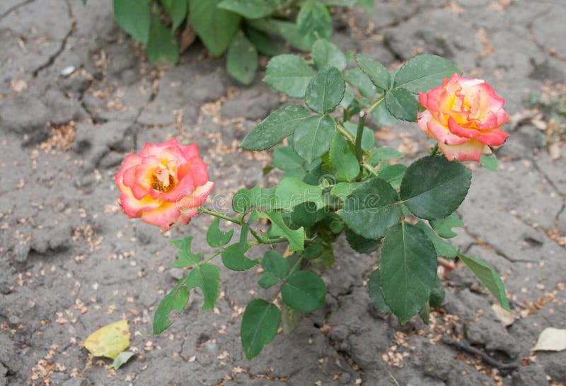 Red Rose Growing in Cracked Earth Stock Image - Image of terrain ...