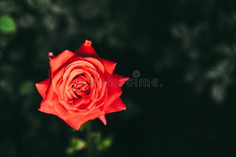Red Rose Growing in the Ground Stock Image - Image of background ...