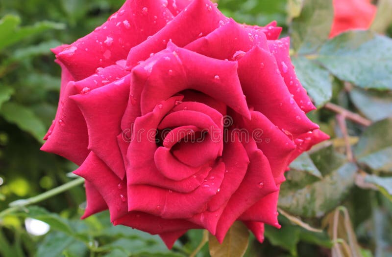 Red Rose Growing in the Park. Stock Photo - Image of valentine, macro ...